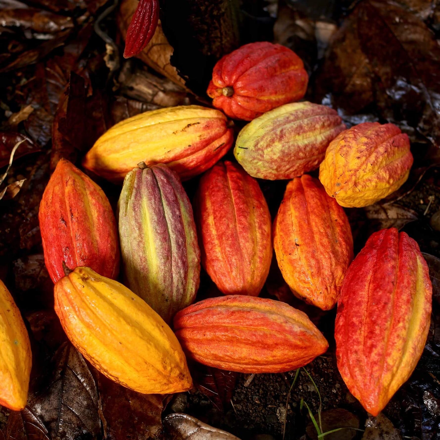 Tours – Manoa Chocolate Hawaii